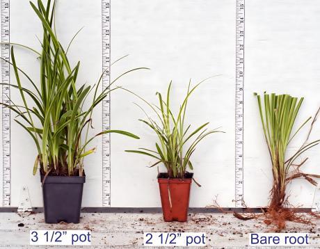 Different Types Of Monkey Grass Liriope: Plant Care & Growing Guide